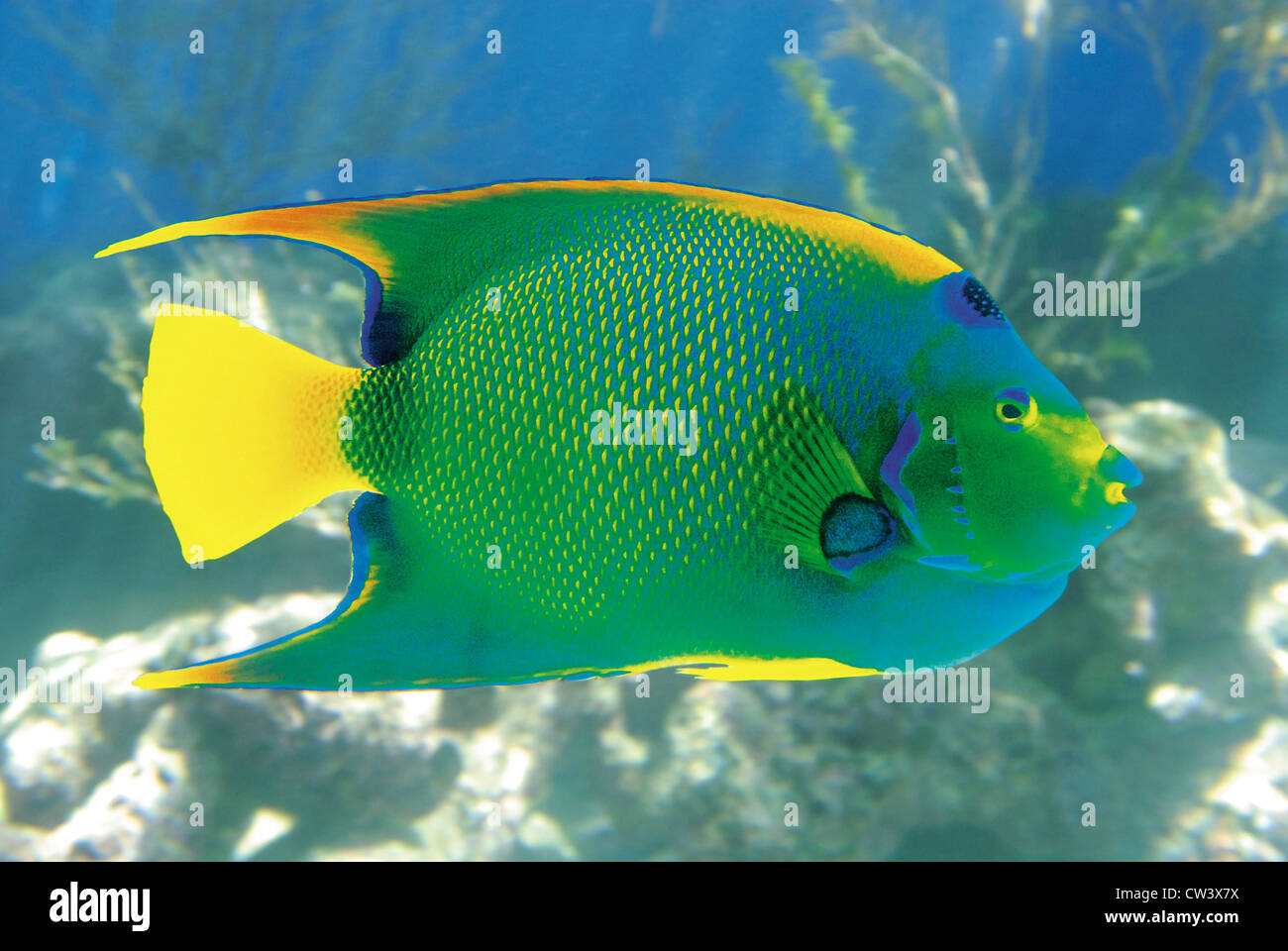 Close-up of an angelfish swimming underwater Stock Photo - Alamy