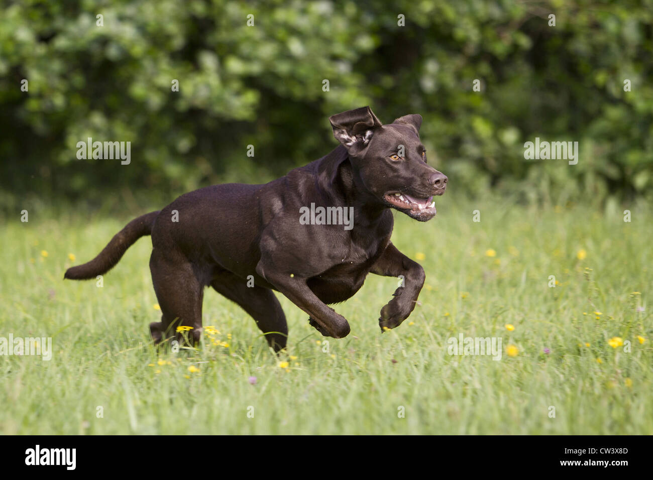 Labrador Retriever, Chocolate Labrador. Male running on a meadow Stock ...