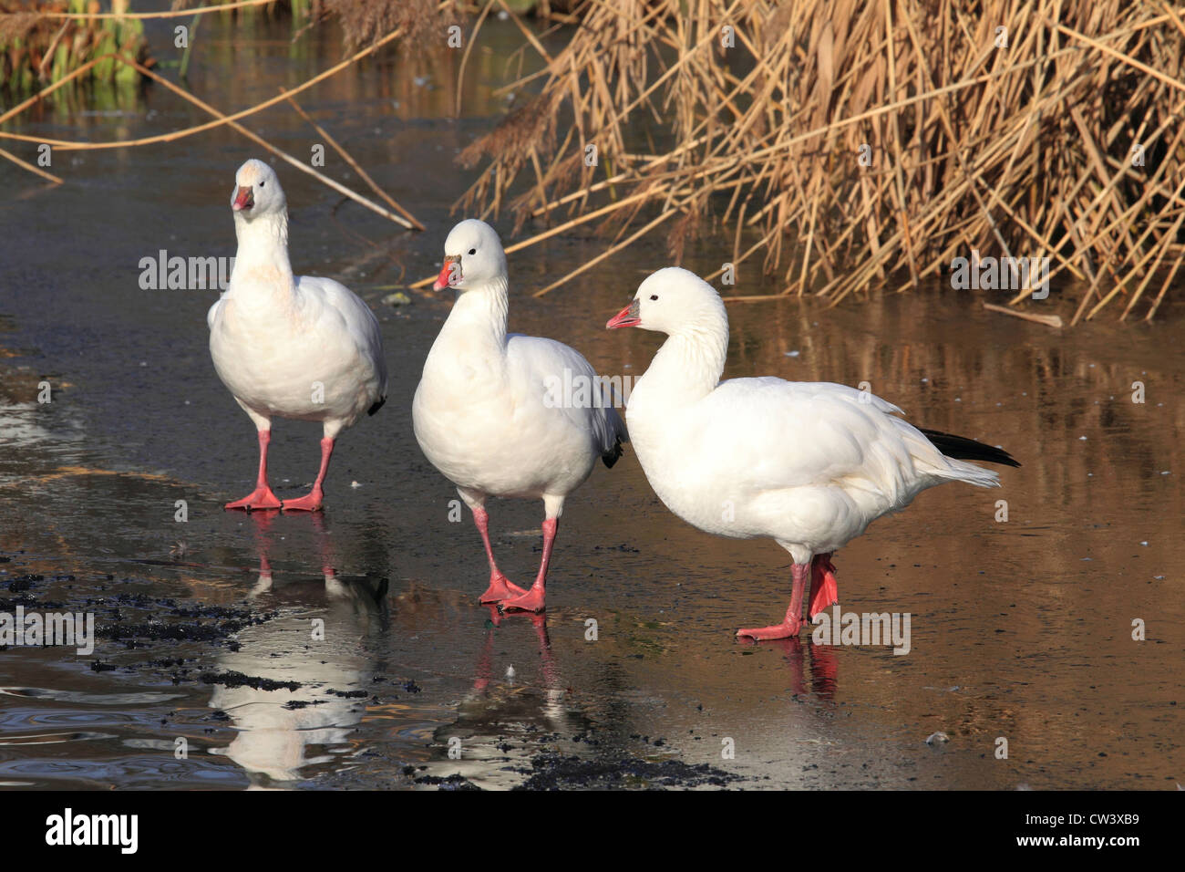 Ross`s Goose (Anser rossi). Three adults standing on ice Stock Photo ...