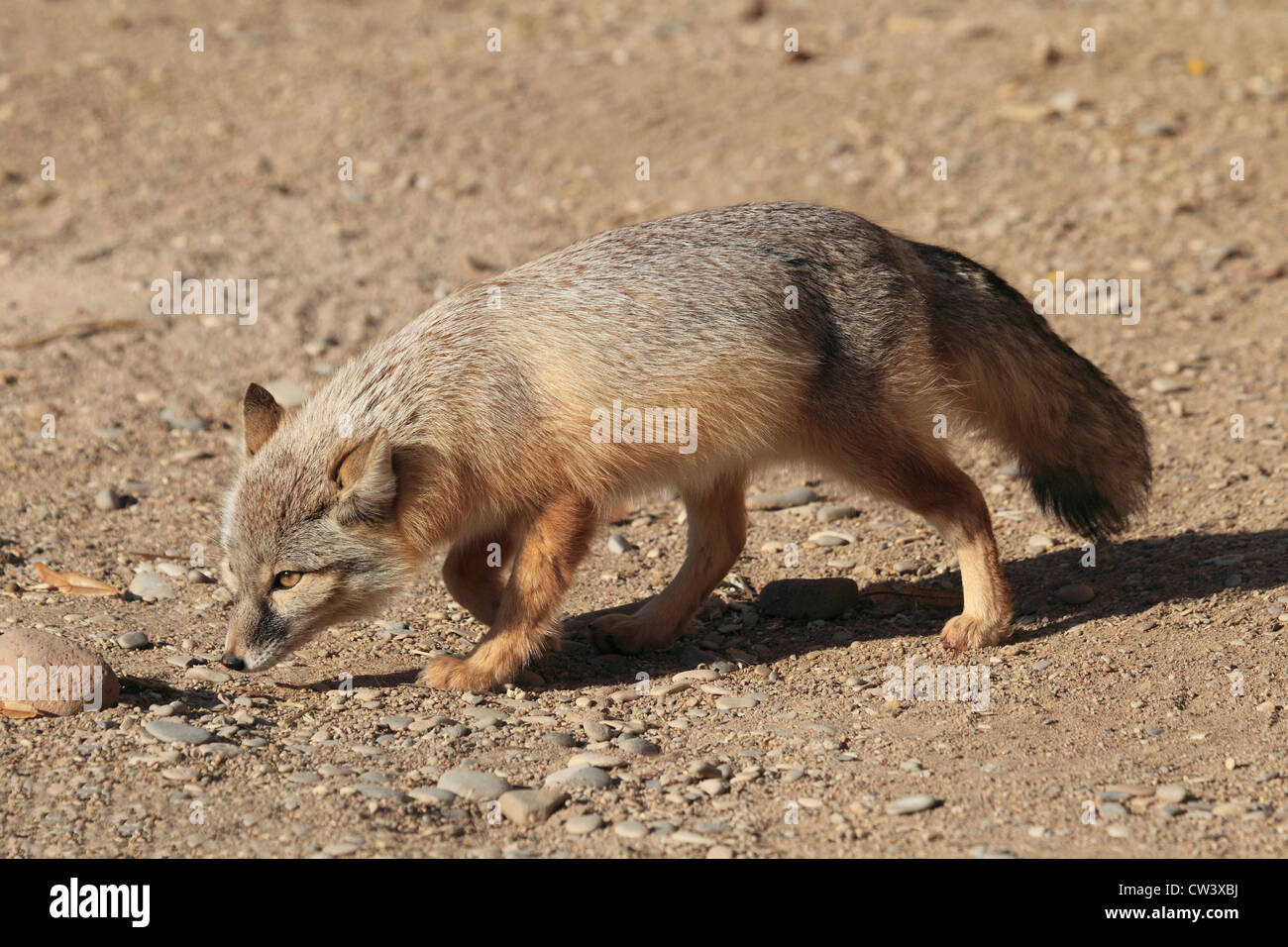 Corsac Fox, Steppe Fox (Vulpes corsac). Adult walking Stock Photo - Alamy