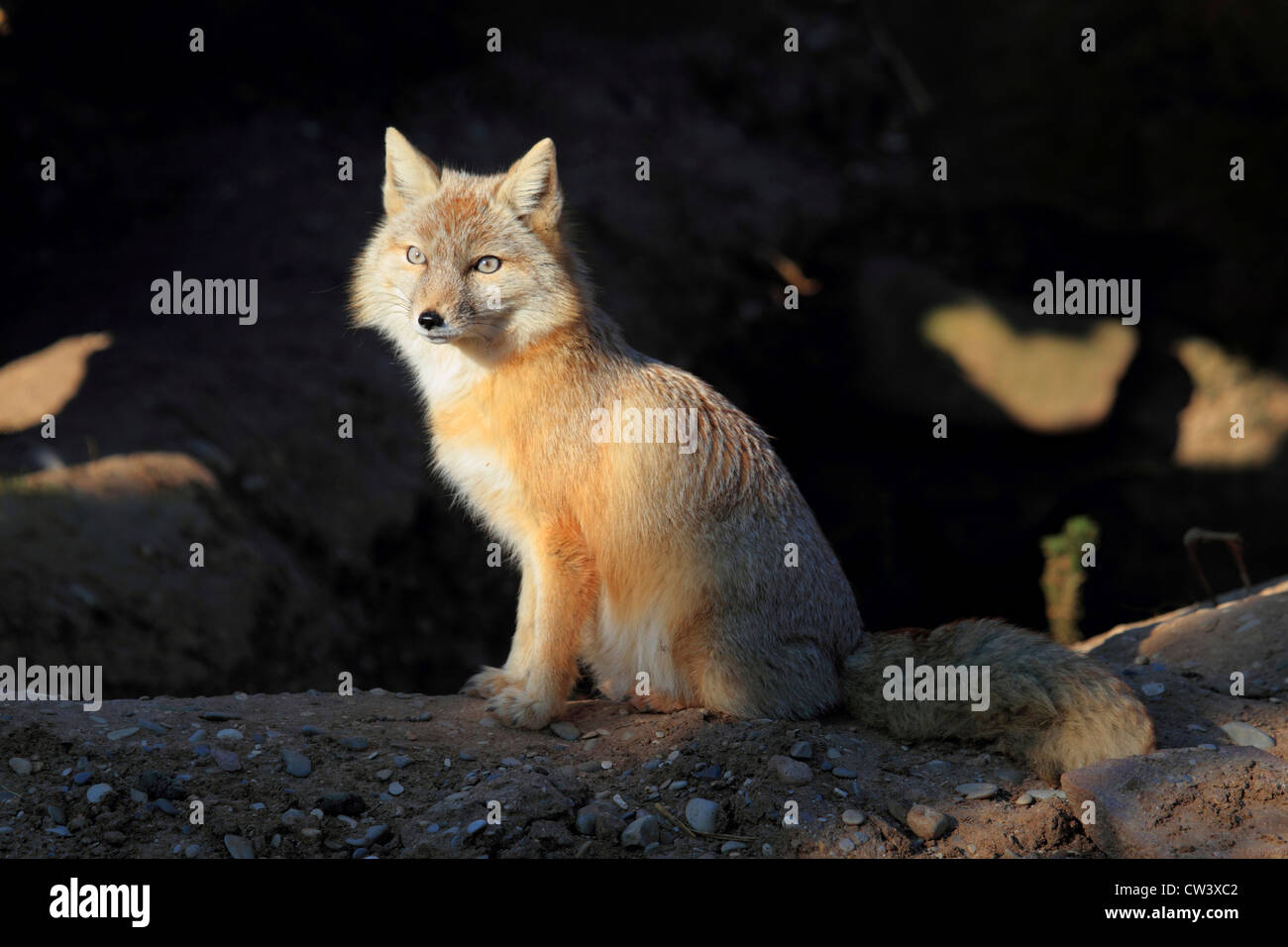 Corsac Fox, Steppe Fox (Vulpes corsac). Adult sitting Stock Photo - Alamy
