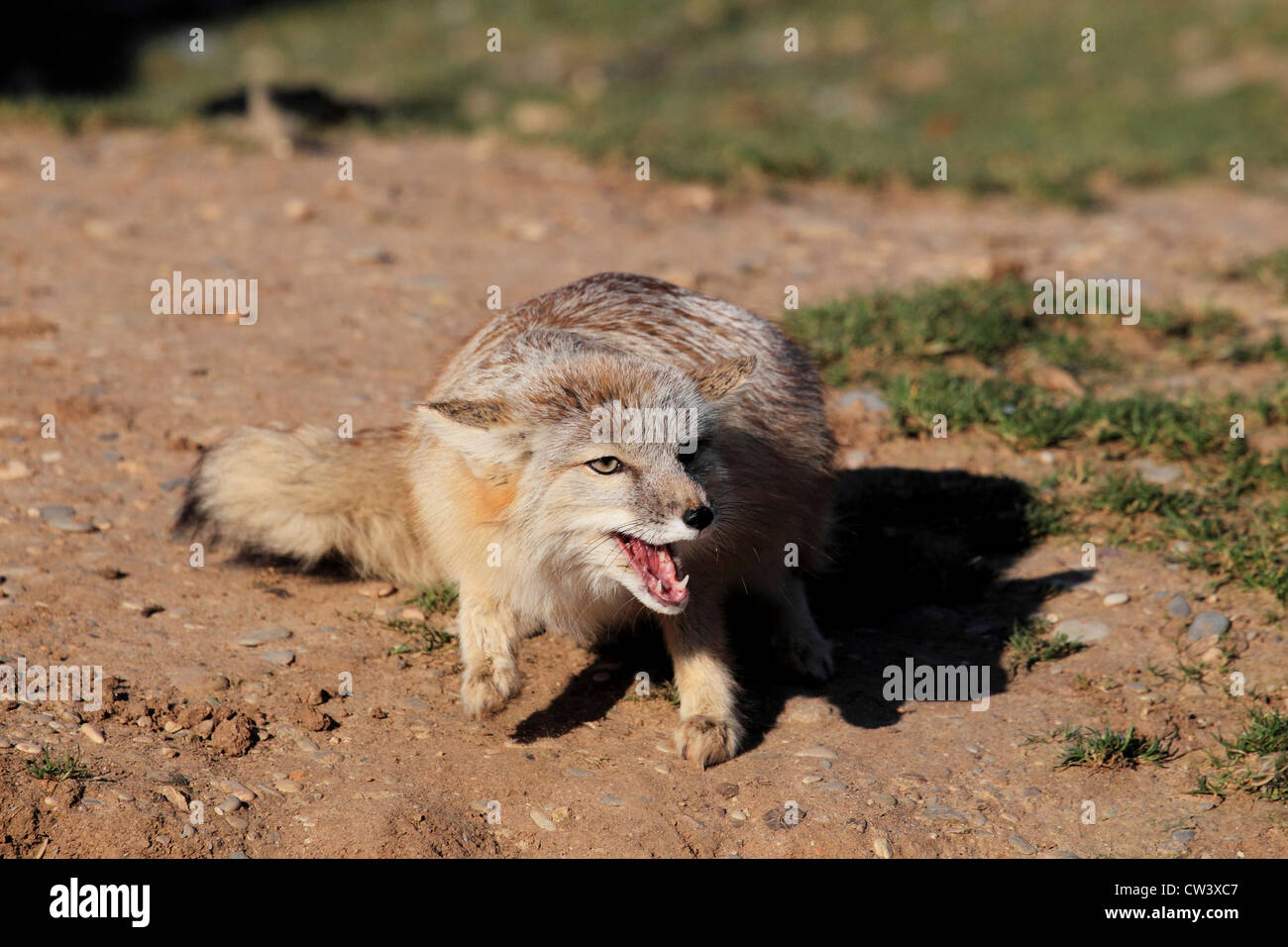 Corsac Fox, Steppe Fox (Vulpes corsac). Adult threatening Stock Photo ...