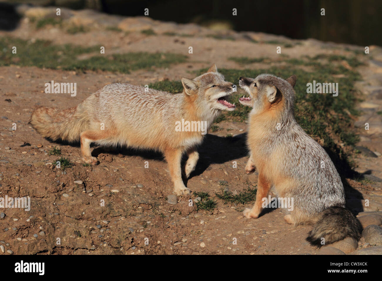 Corsac Fox, Steppe Fox (Vulpes corsac). Pair squabbling Stock Photo - Alamy