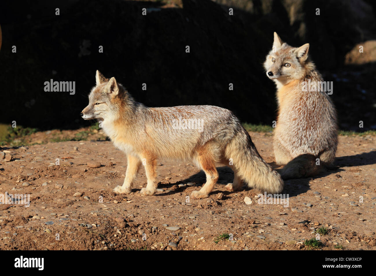 Steppe fox vulpes corsac hi-res stock photography and images - Alamy