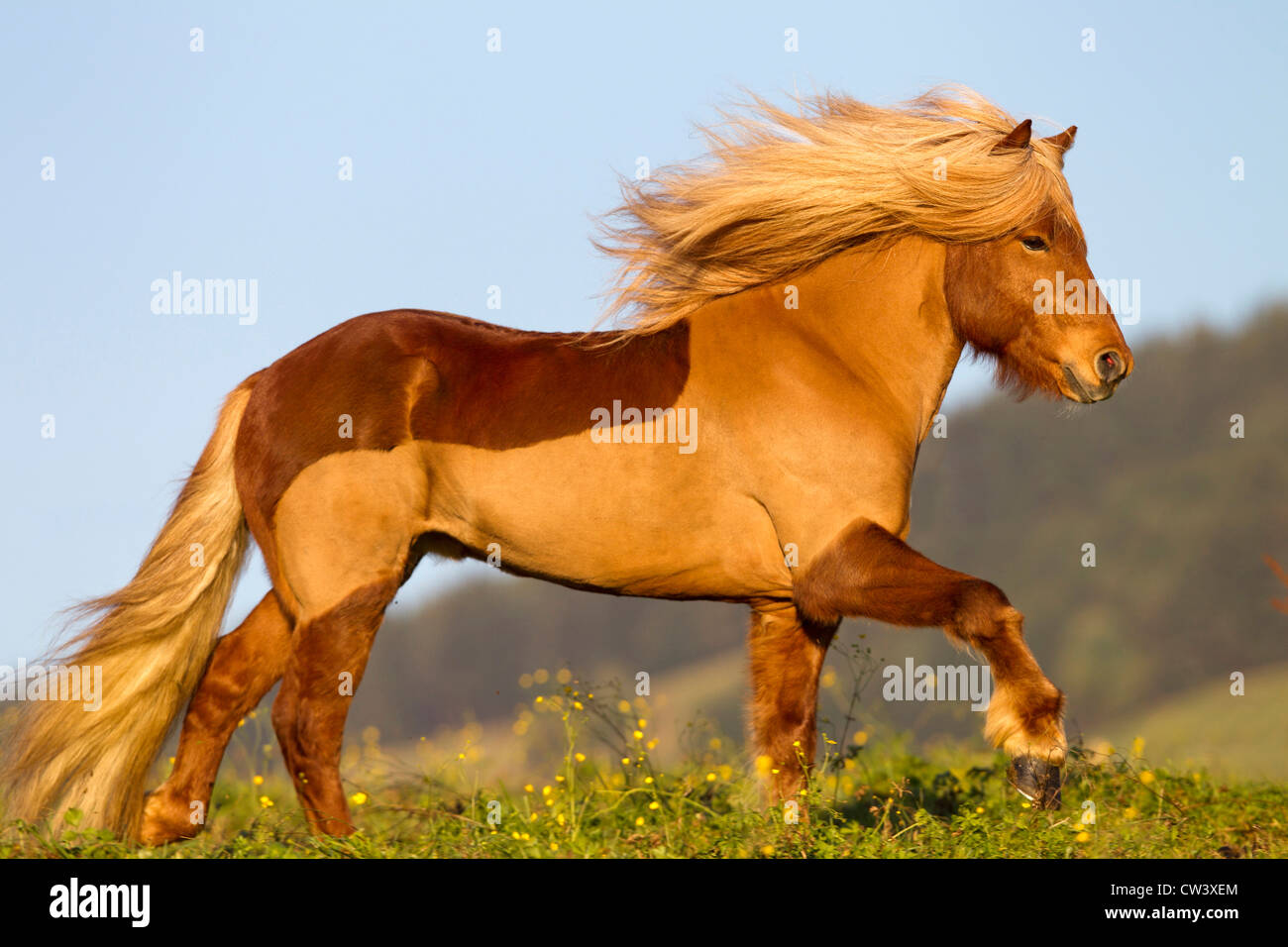 Islandpferd, Islandpony, Islaender. Der Hengst Stock Photo - Alamy