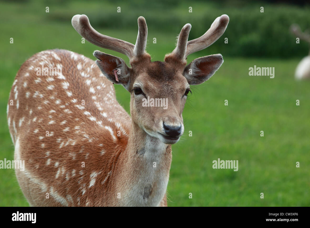 Prickett deer hi-res stock photography and images - Alamy