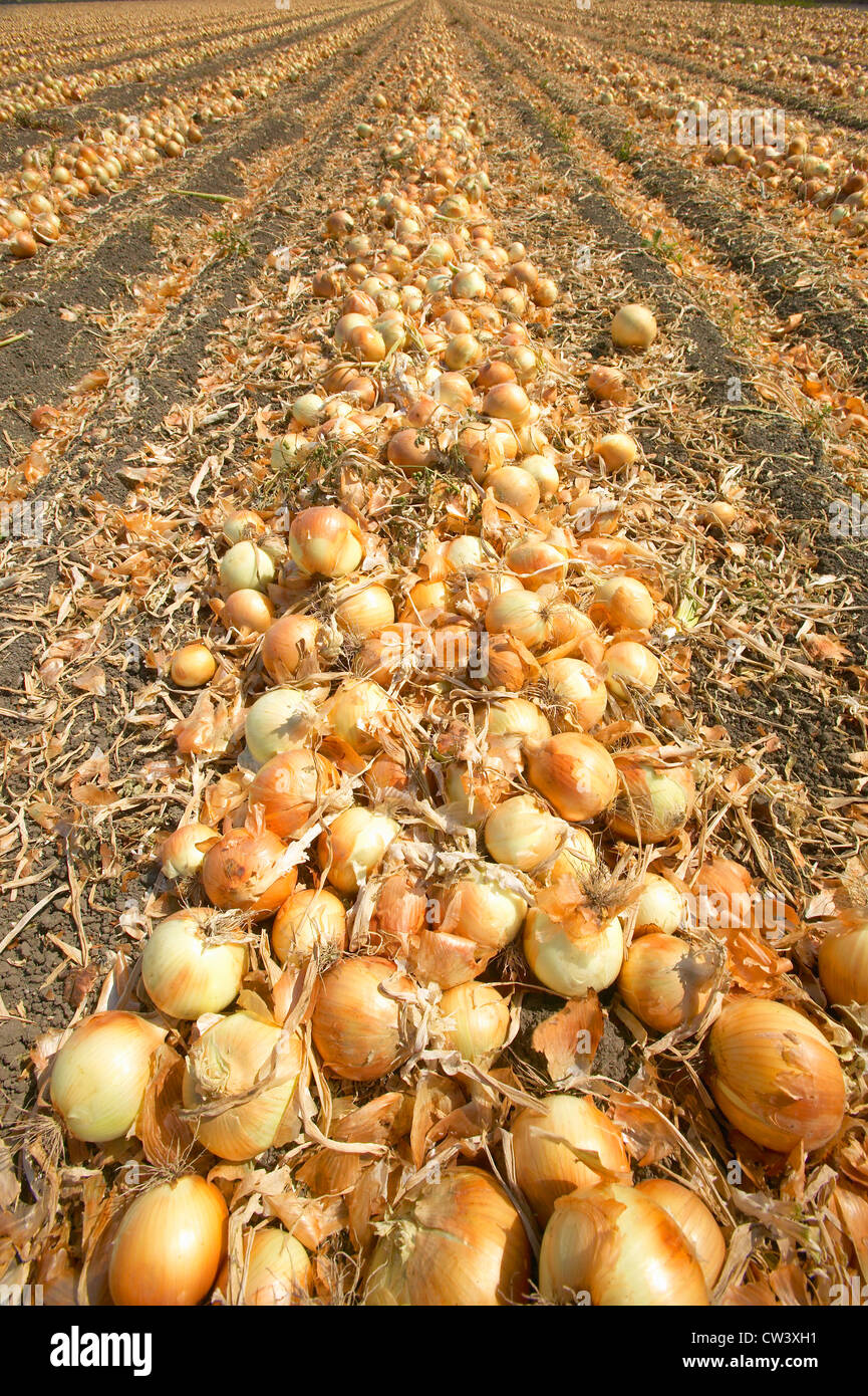 Giant onion field in Oxnard California Stock Photo - Alamy