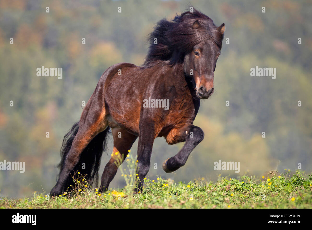Islandpferd, Islandpony, Islaender. Der Hengst Stock Photo - Alamy