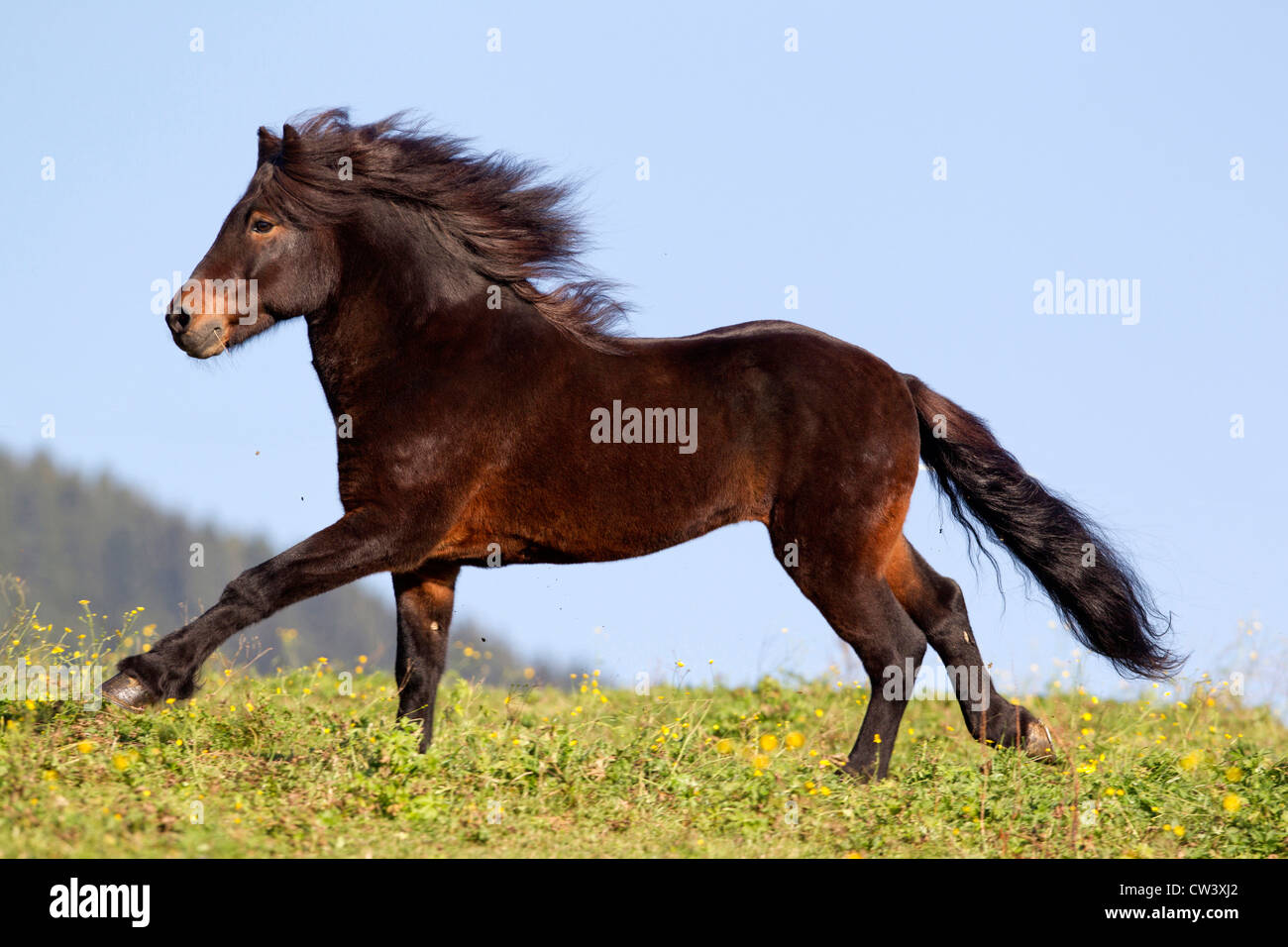 Islandpferd, Islandpony, Islaender. Der Hengst Stock Photo - Alamy