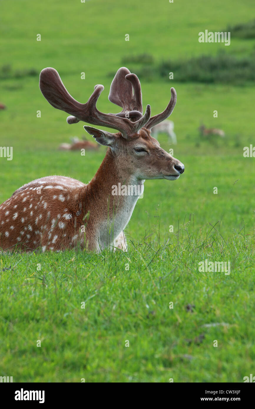 Prickett deer High Resolution Stock Photography and Images - Alamy