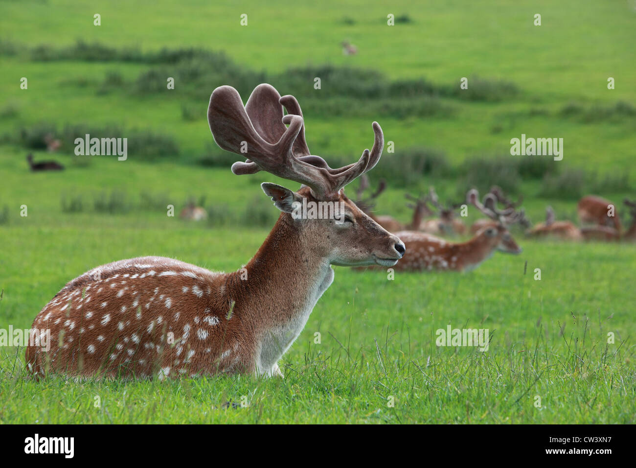 Prickett deer hi-res stock photography and images - Alamy