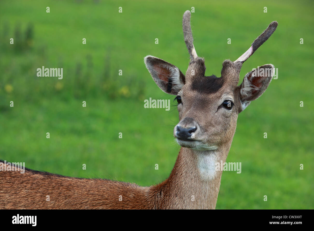 Menil fallow deer hi-res stock photography and images - Alamy