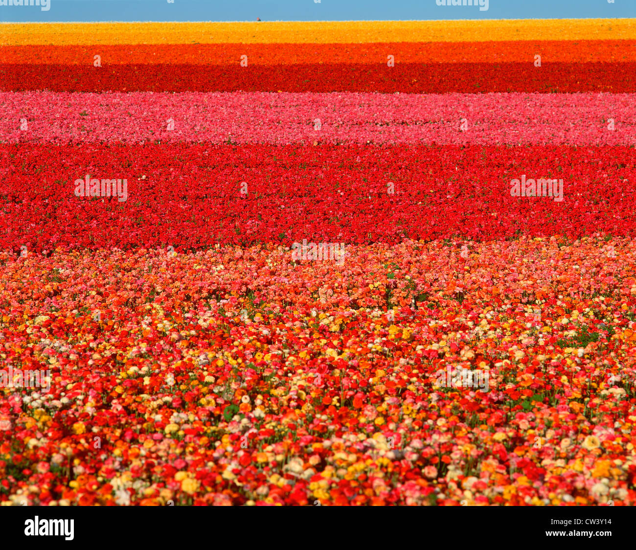 Field of Ranunculus flowers at Carlsbad Ranch in San Diego, California ...