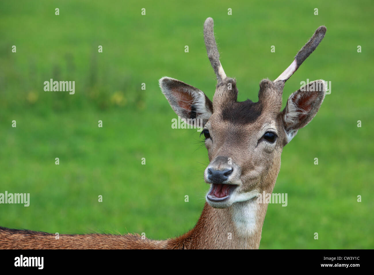 Menil fallow deer hi-res stock photography and images - Alamy
