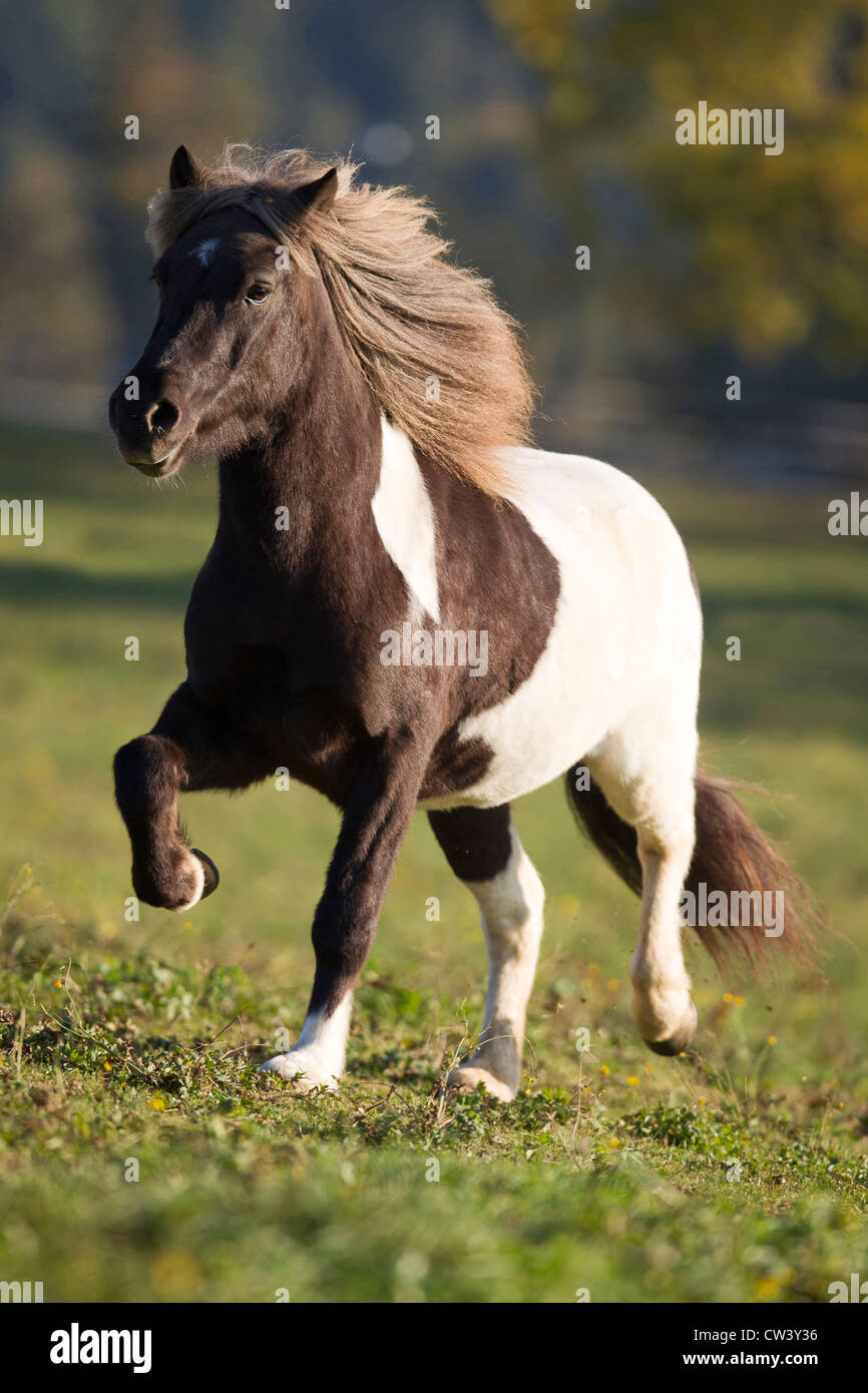 Pinto gelding trotting hi-res stock photography and images - Alamy