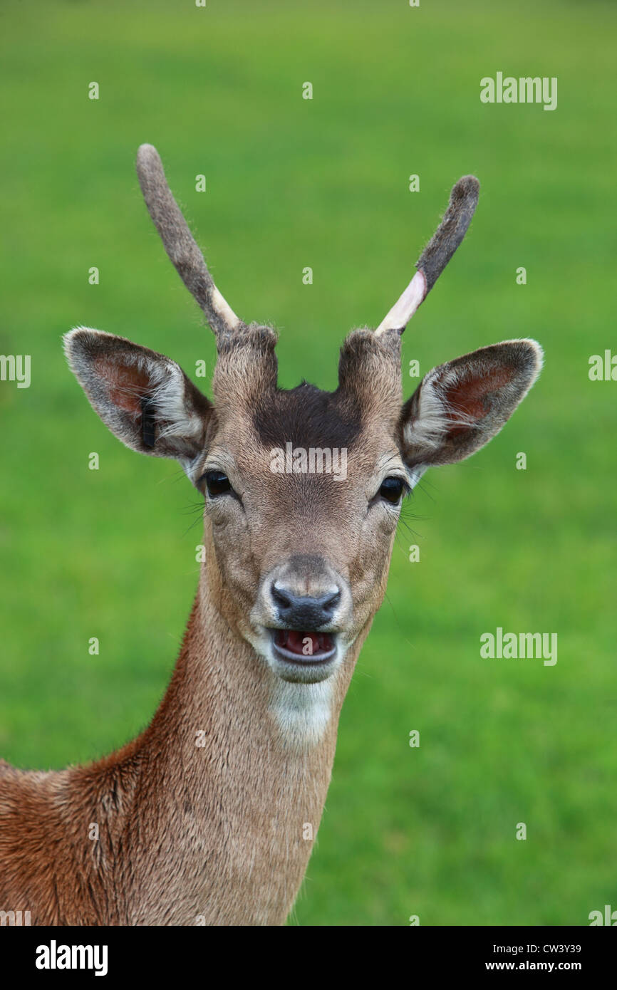 Prickett deer hi-res stock photography and images - Alamy