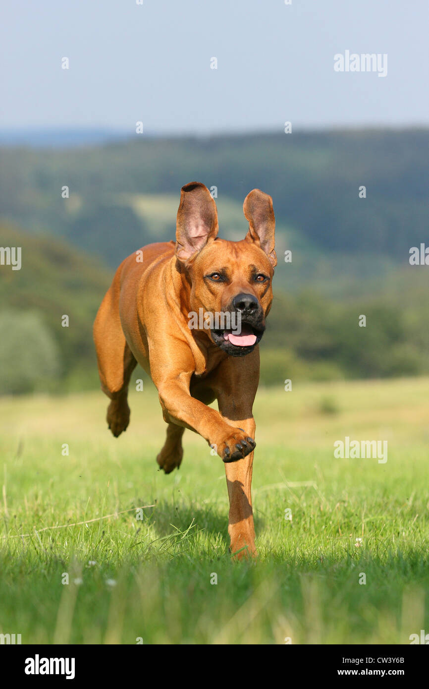 Rhodesian Ridgeback (Canis lupus familiaris). Male running on grass ...