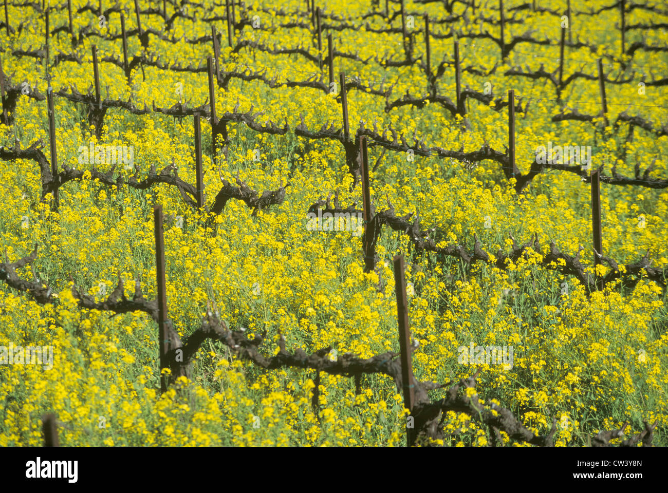 Yellow mustard plants growing among dormant grape vines, Napa Valley ...