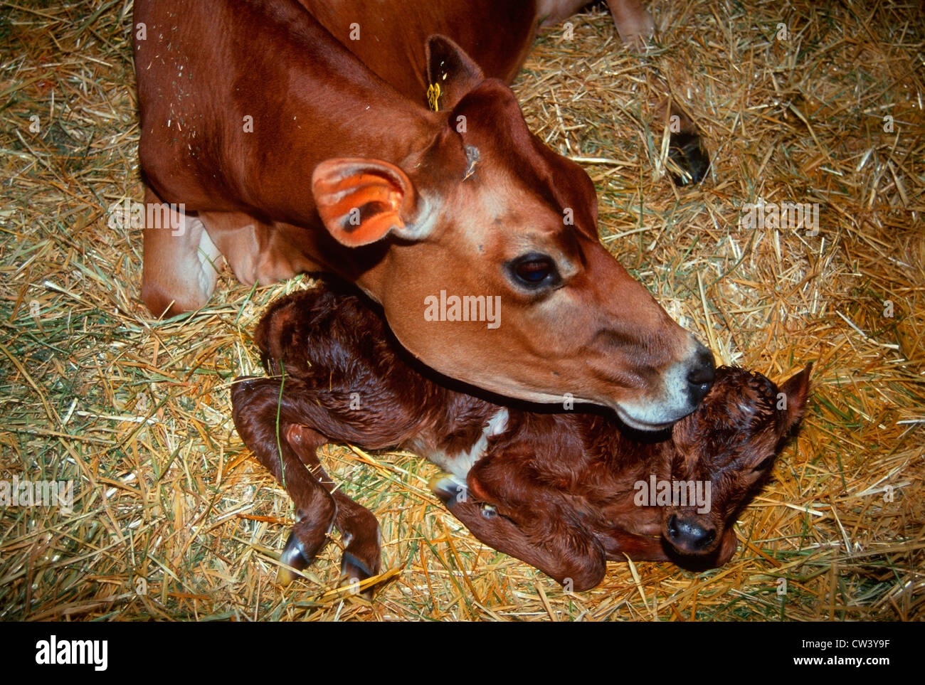 Mother cow licking her newborn calf Stock Photo - Alamy