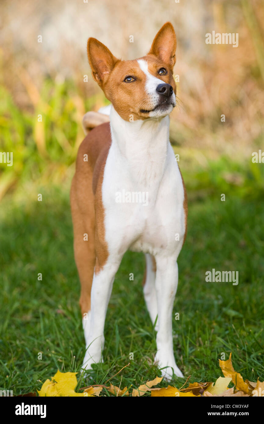 Basenji. Adult lying standing on grass Stock Photo - Alamy
