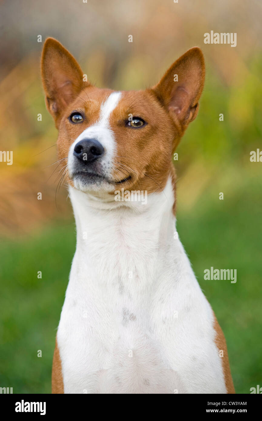 Basenji, portrait of adult Stock Photo - Alamy