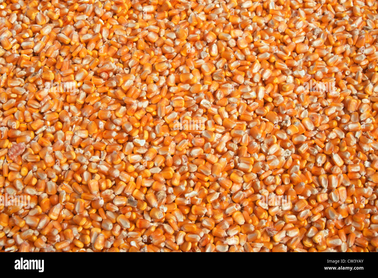 Close-up of corn kernels Stock Photo - Alamy
