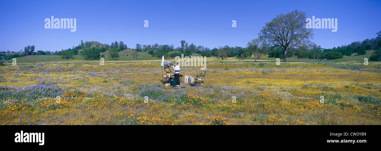 Panoramic view of spring flowers off Route 58 on Shell Creek Road west ...