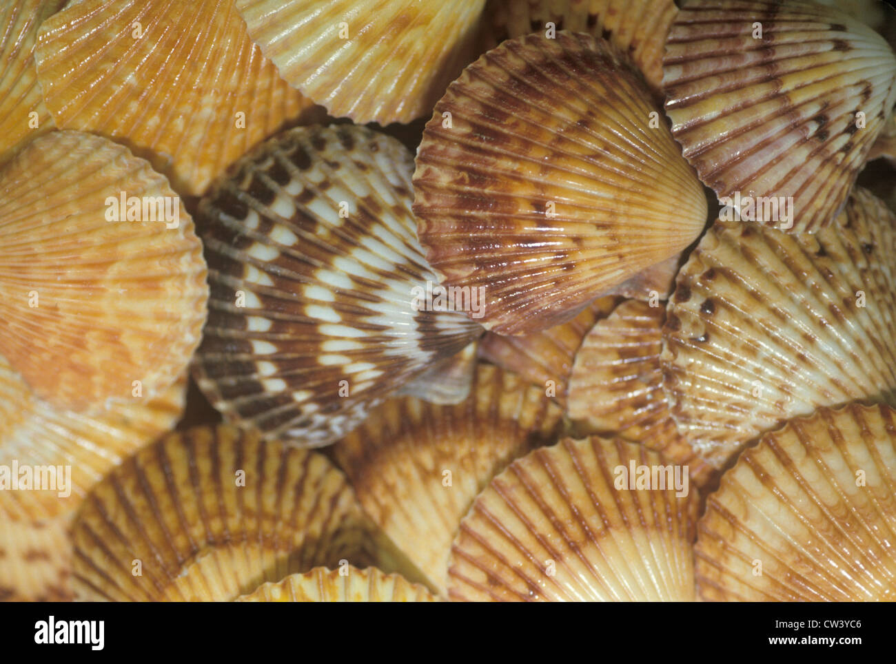 Close-up of seashells Stock Photo - Alamy