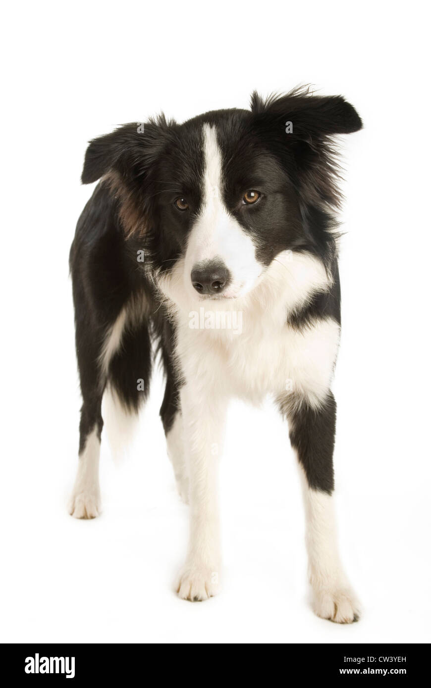 Border Collie. Black-and-white adult standing. Studio picture against a ...