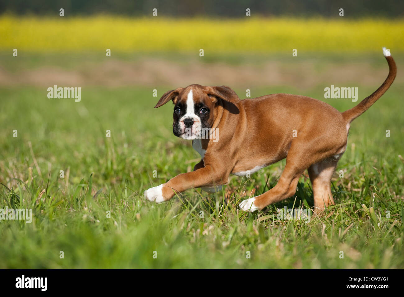 Boxer dog running on grass hi-res stock photography and images - Alamy