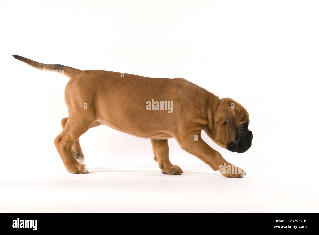 Boxer dog walking on Cut Out Stock Images & Pictures - Alamy