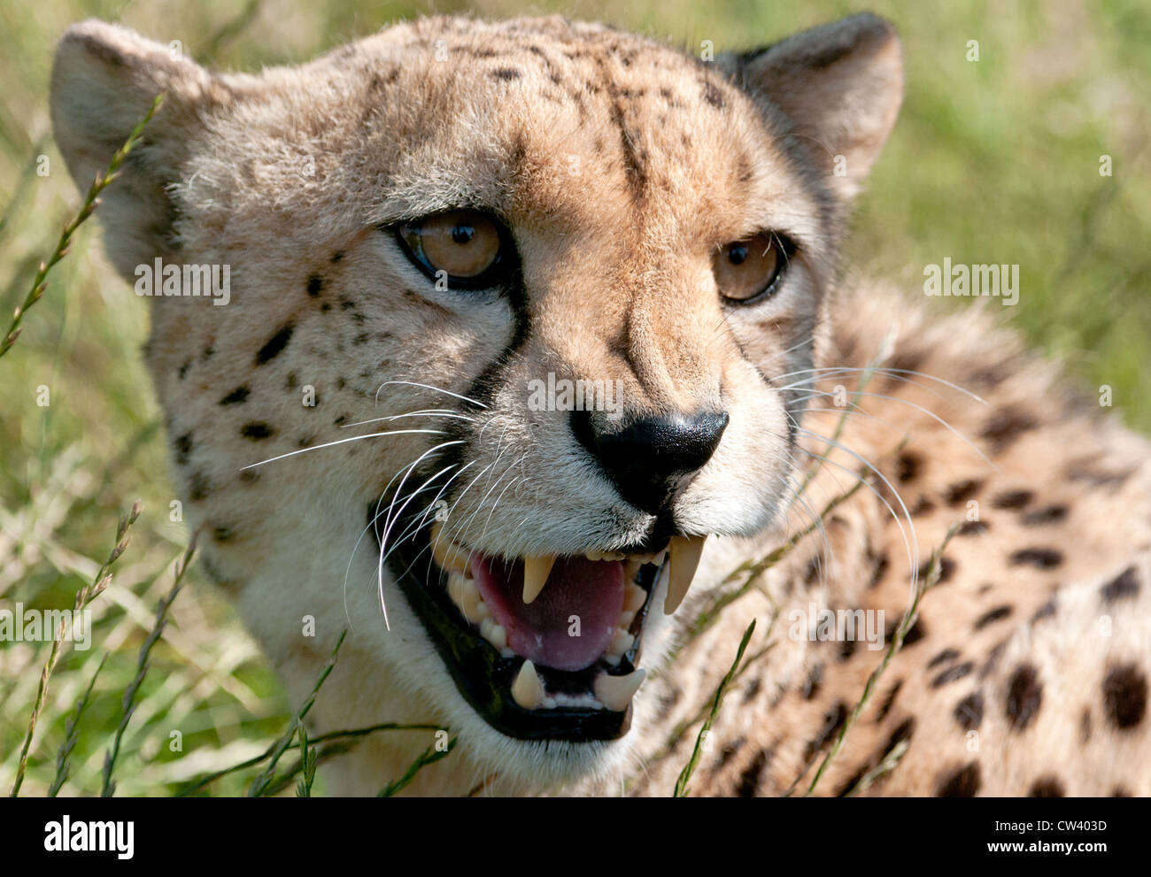 Cheetah teeth hi-res stock photography and images - Alamy