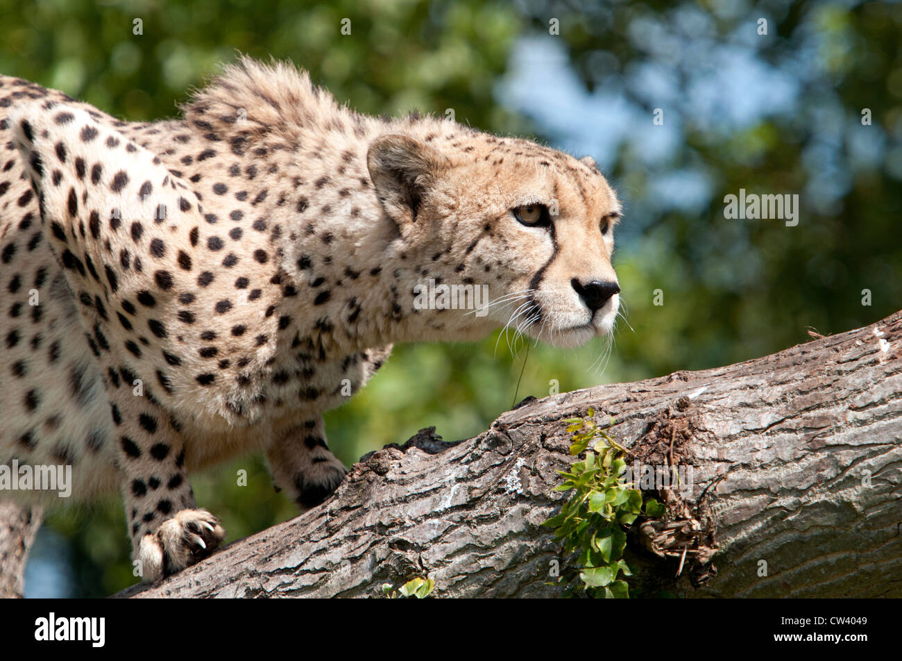 Male cheetah on tree trunk Stock Photo - Alamy