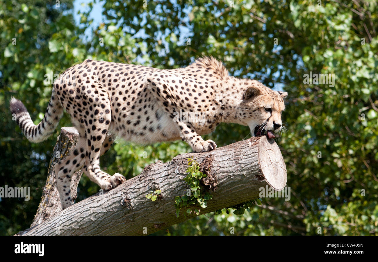 Male cheetah on tree trunk Stock Photo - Alamy