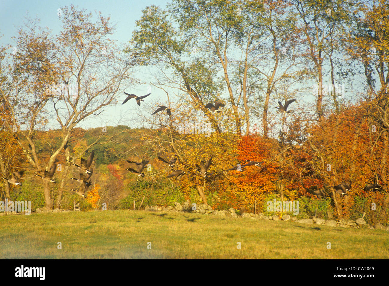 Autumn flight of Canadian Geese along scenic Route 169, Connecticut ...