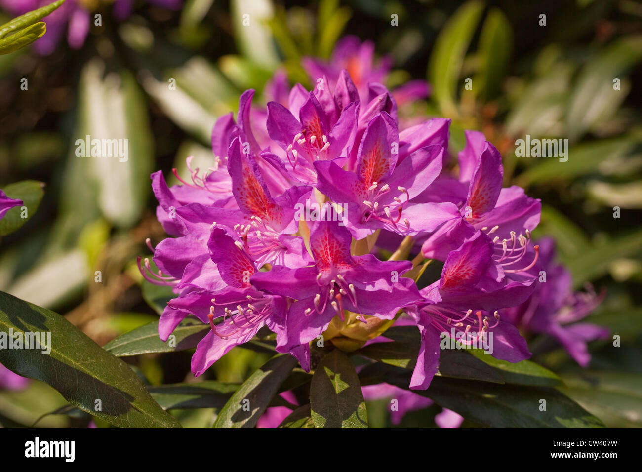 Rhododendron flowers (Rhododendron ponticum). Wild colour form ...