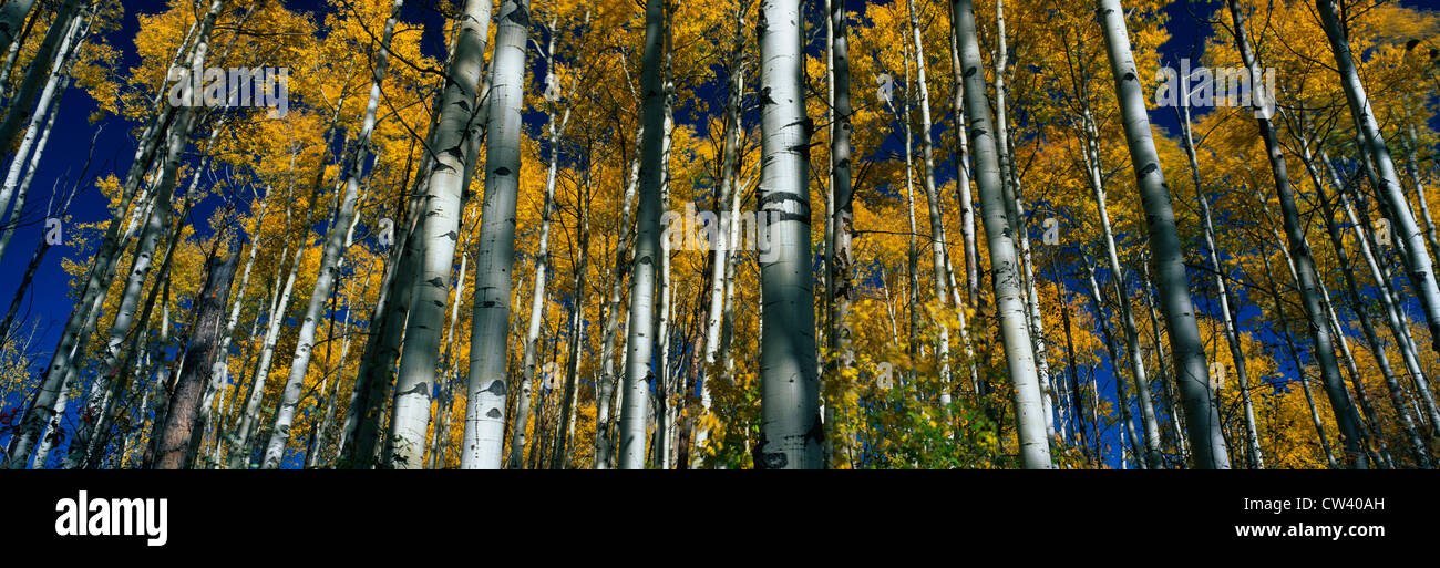 These are aspens in autumn with fall leaves Stock Photo - Alamy