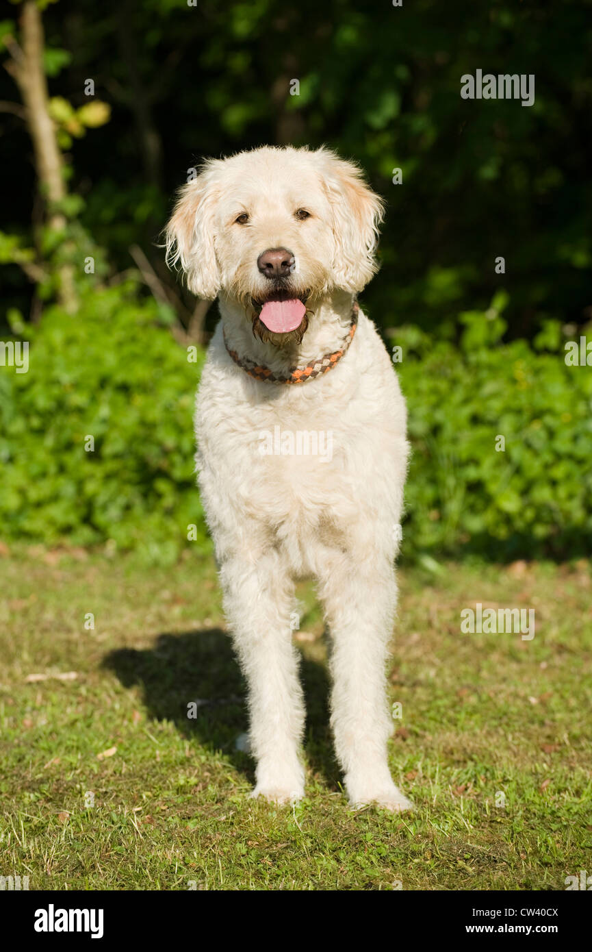 Labradoodle standing on grass Stock Photo - Alamy