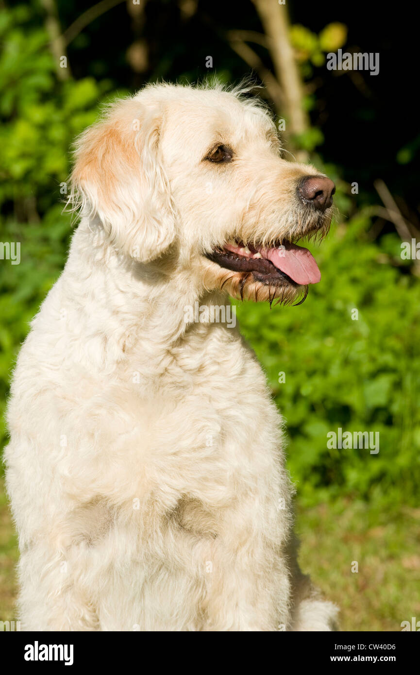 Labradoodle, portrait of adult Stock Photo - Alamy