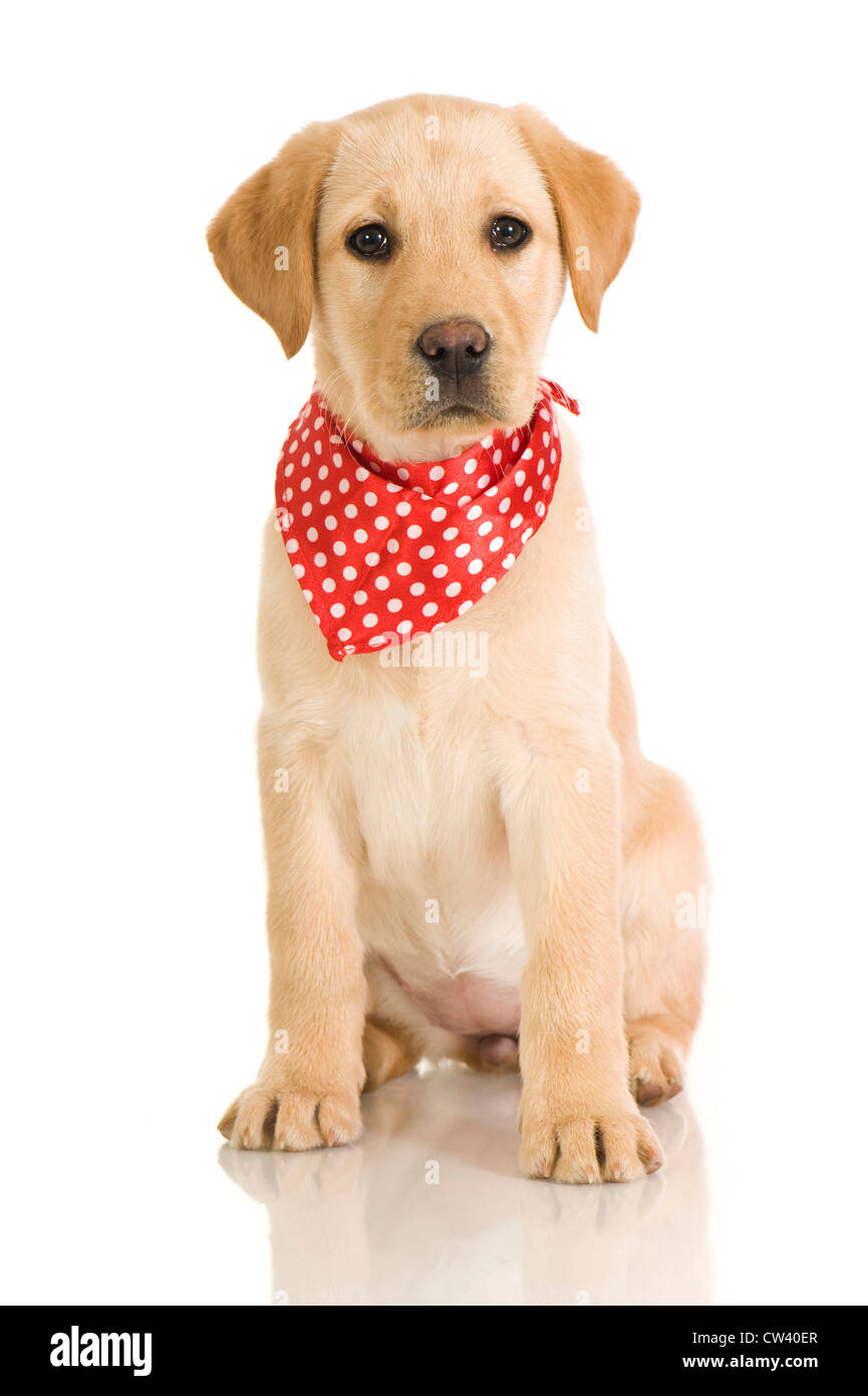 Labrador Retriever. Yellow puppy wearing a red polka-dot scarf. Studio ...