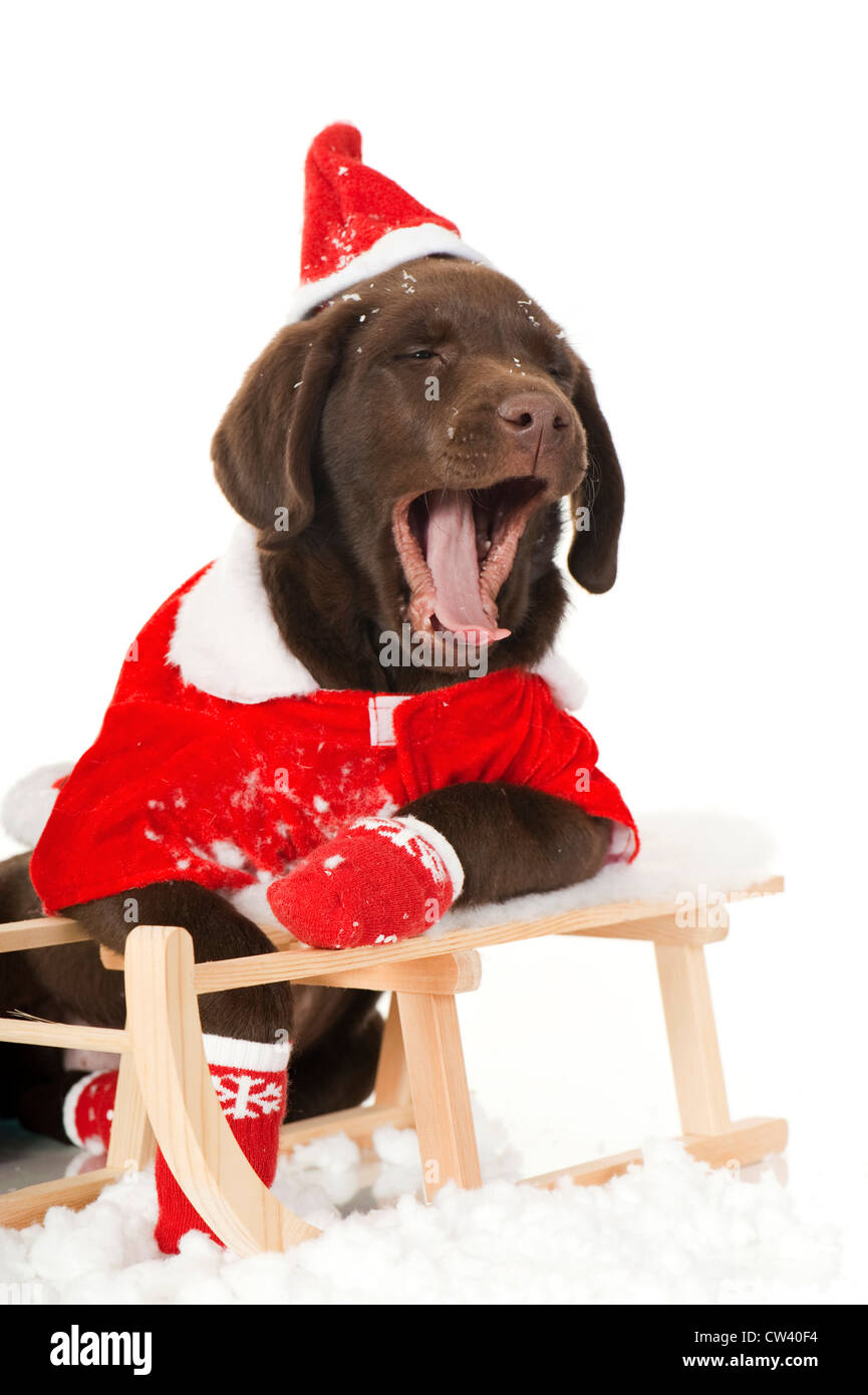 Labrador Retriever. Chocolate puppy dressed as Santa Claus resting with ...