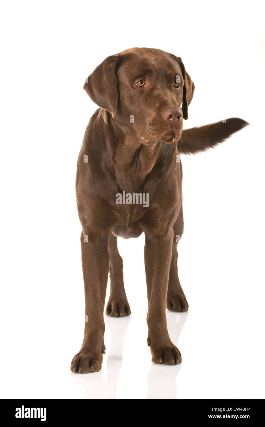 Animated Labrador Retriever Chocolate 3D Model Animals On