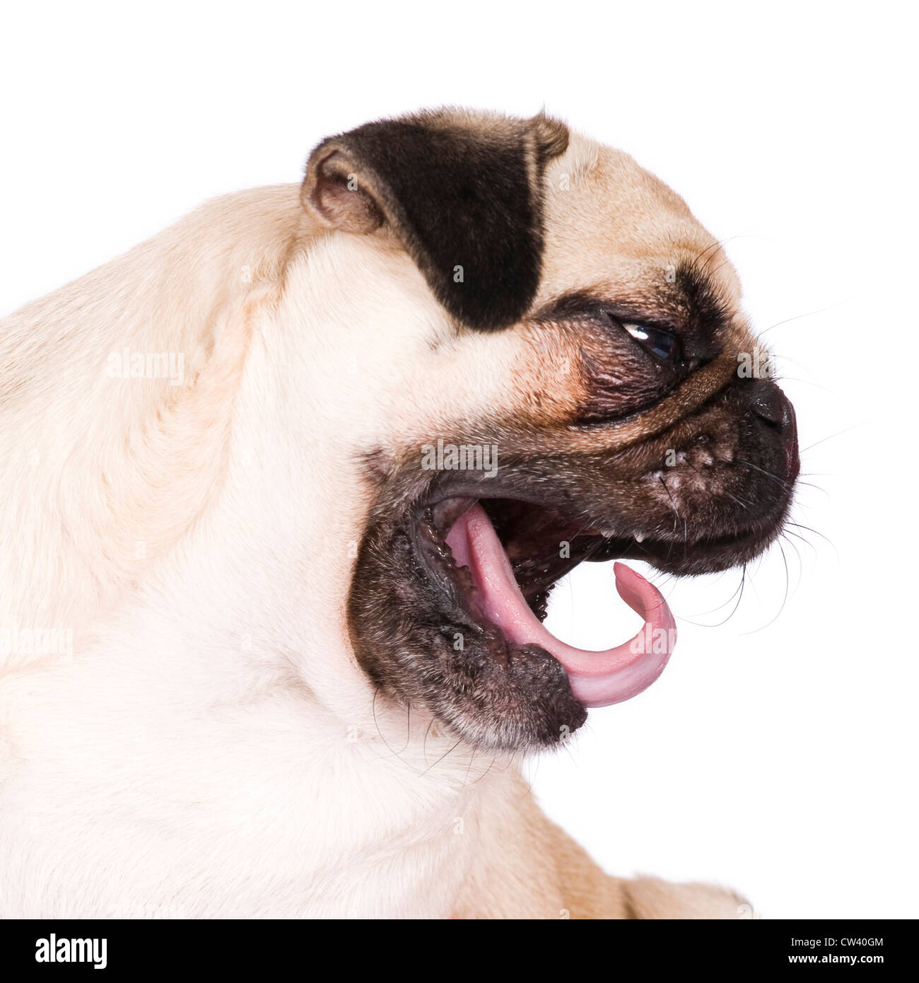 Yawning studio picture ag hi-res stock photography and images - Alamy