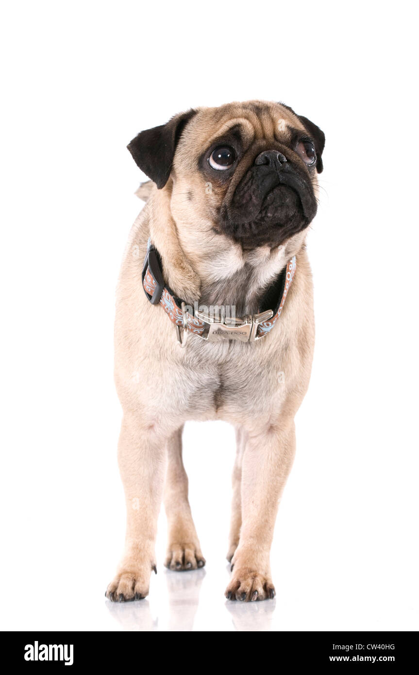 Pug. Adult with collar standing. Studio picture against a white ...