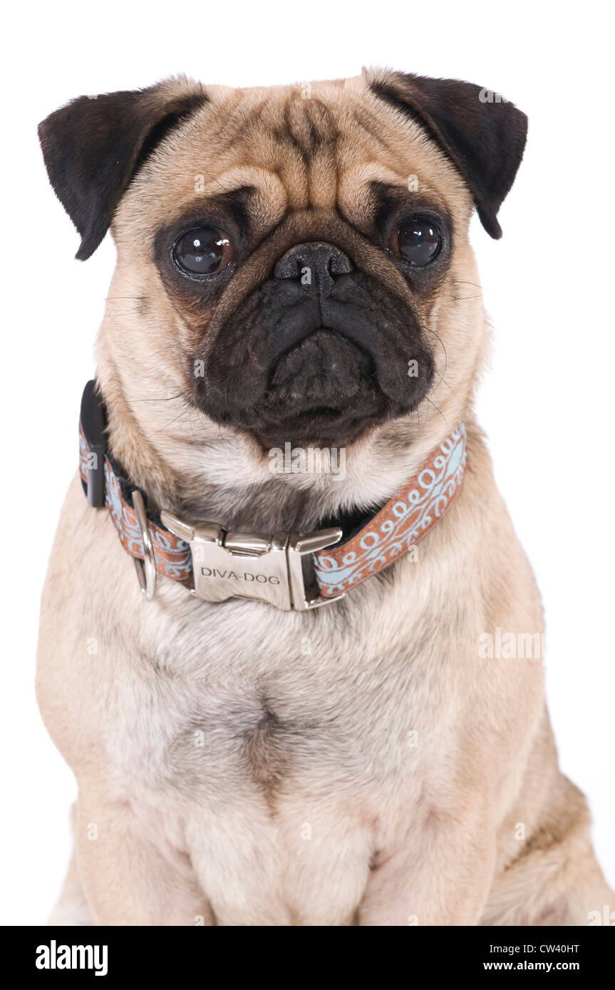 Pug. Portrait of adult wearing a collar Studio picture against a white ...