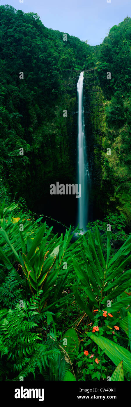 This is Akaka Falls State Park. The falls are 442 feet long. It is ...