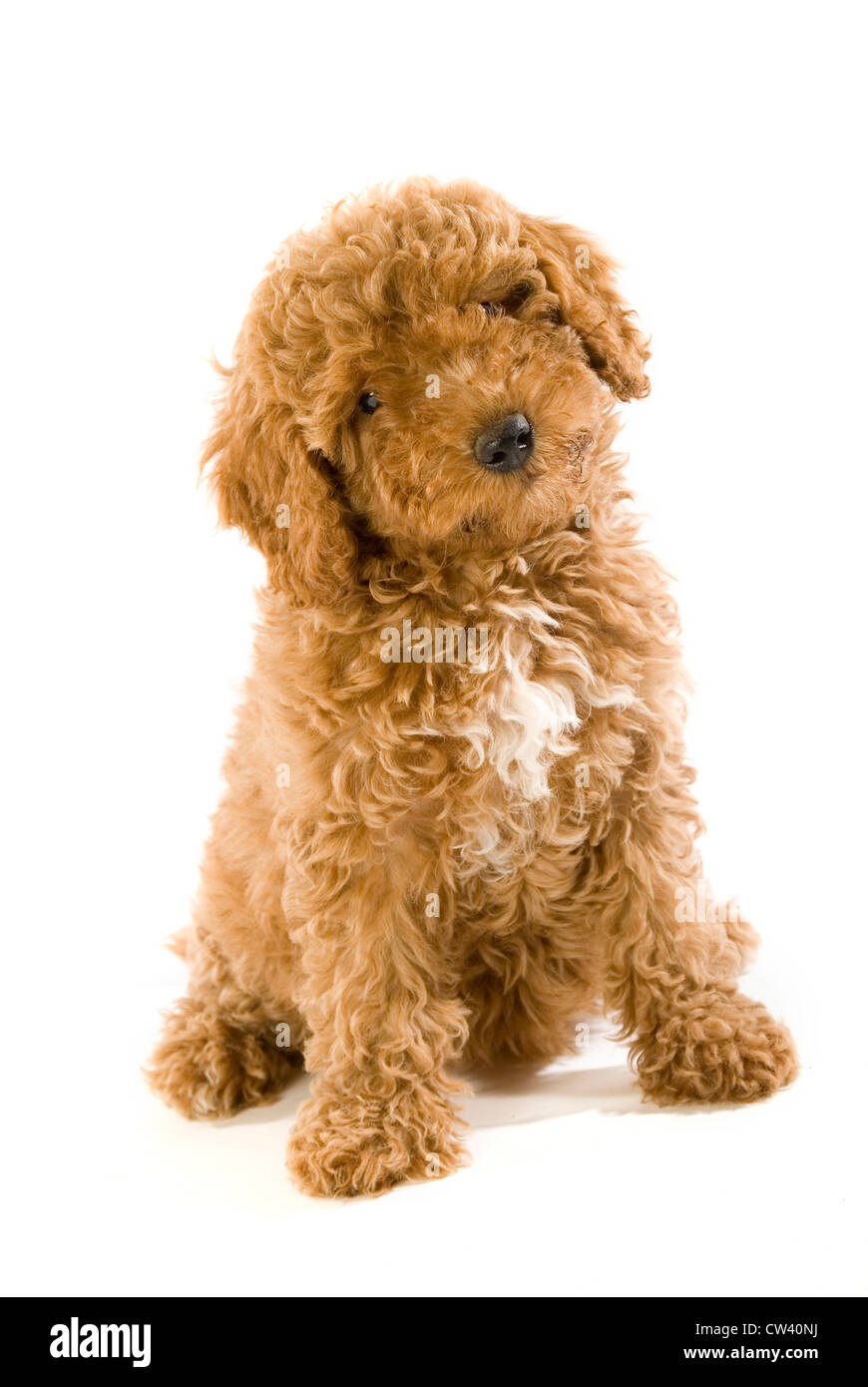 Poodle. Puppy sitting. Studio picture against a white background Stock ...