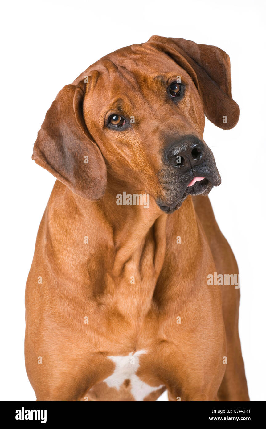 Head portrait picture rhodesian ridgeback hi-res stock photography and ...