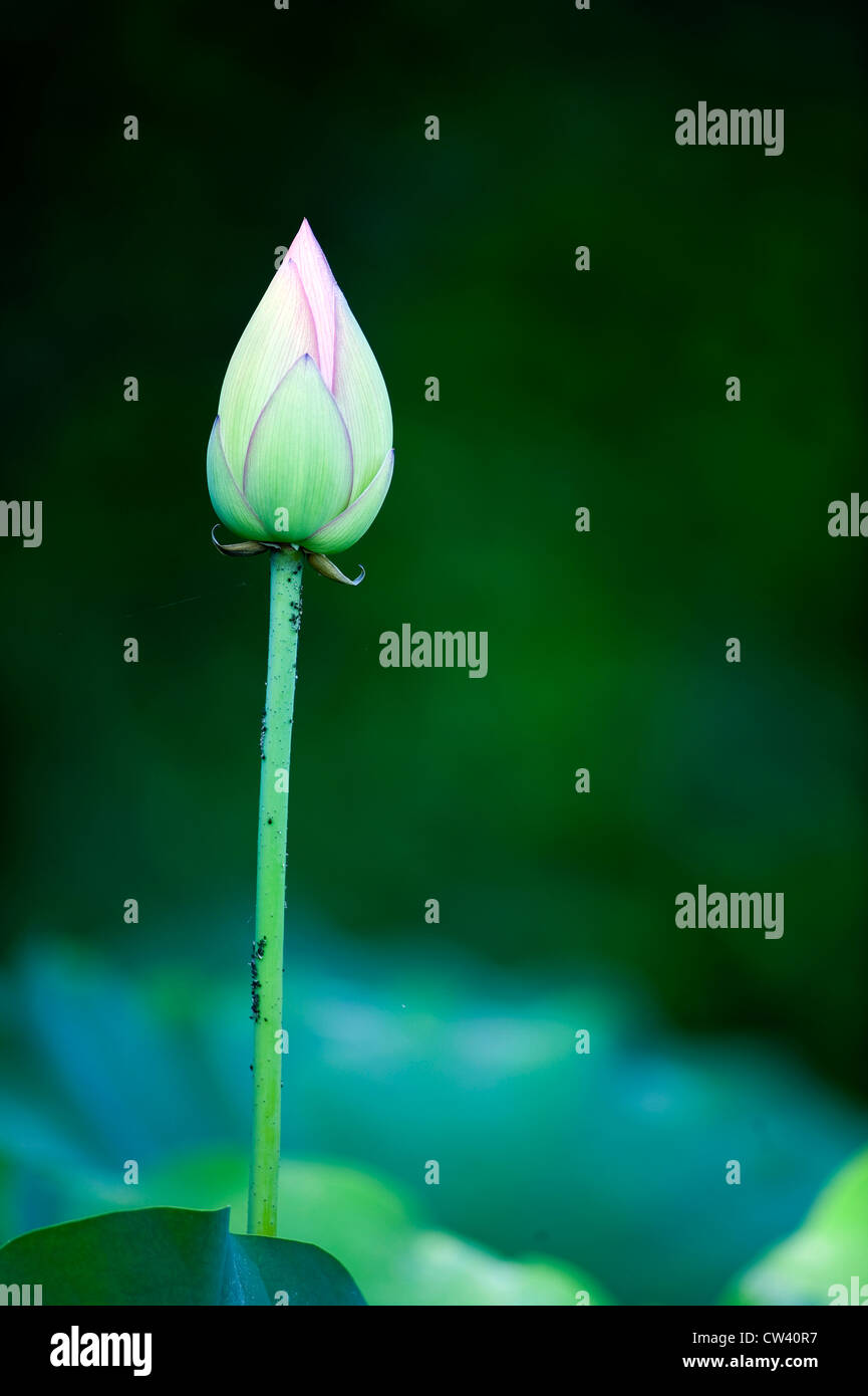 USA, Washington, Washington DC, Water lily in Aquatic Gardens Stock ...