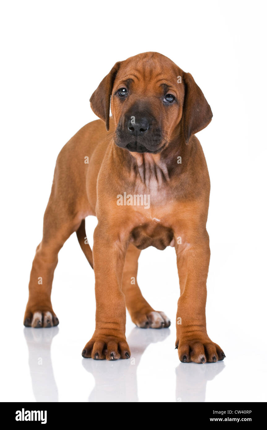 White Rhodesian Ridgeback